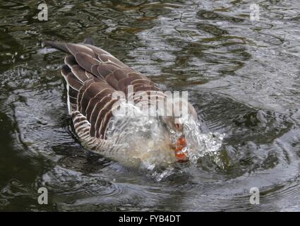 Greylag Goose bathing, april 2016 Stock Photo - Alamy