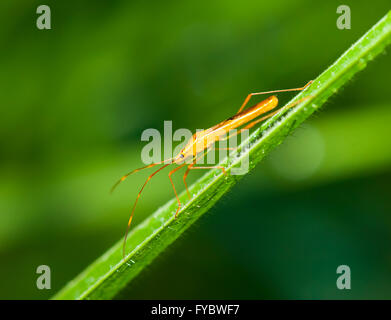 Paddy Bug or Rice Bug (Leptocorisa acuta), Northern Queensland ...
