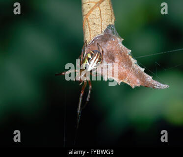 Leaf-Curling Spider (Phonognatha graeffei) catches prey in the web in ...