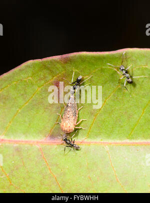 Ants drinking the honeydew from a Planthopper, New South Wales ...