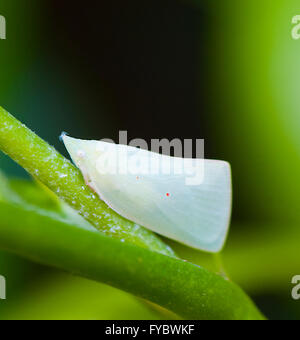 Pink Planthopper (Colgar sp., Flatidae), New South Wales, Australia ...