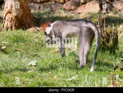 Feeding West African White-crowned mangabey (Cercocebus atys/ torquatus ...