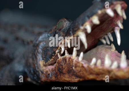 Ceramic alligator pottery sculpture Stock Photo - Alamy