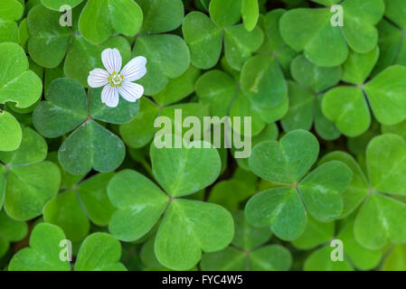 Close up of field of shamrocks in the forest Stock Photo - Alamy