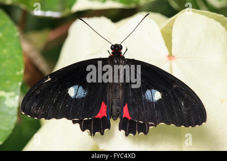 Ruby-Spotted Swallowtail Papilio Anchisiades butterfly pollinating ...