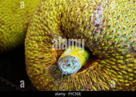 Giant green jackfruit Stock Photo - Alamy