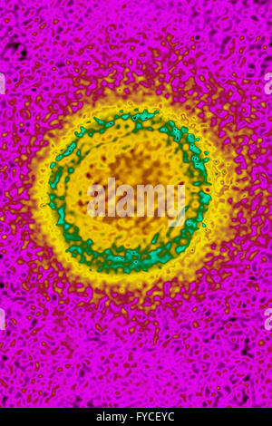 Dengue Virus, TEM Stock Photo - Alamy