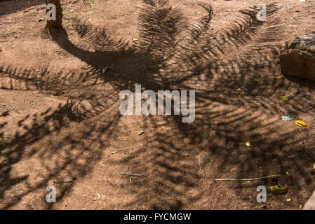 The shadow of a palm tree on the floor Stock Photo - Alamy