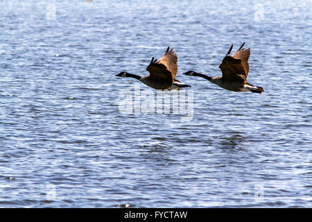A pair of wild geese fly over Moelfre on Anglesey Stock Photo - Alamy