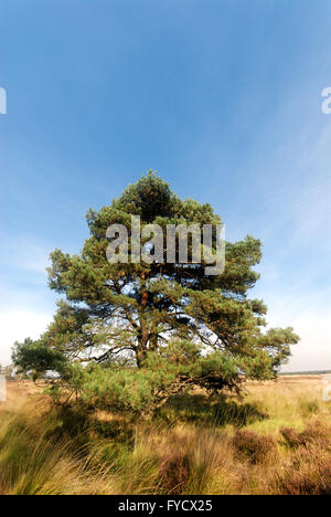 Field scenery, solitaire tree, Europe, Switzerland, Basel scenery way ...