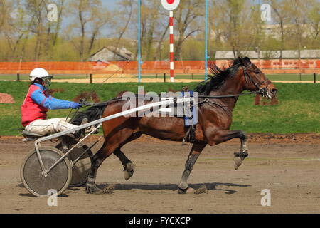 American Standardbred horse trotting in the field Stock Photo - Alamy