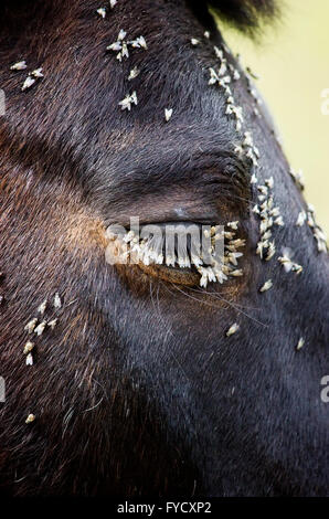 Swarm of flies feeding on the moisture secretions produced by the tear ...