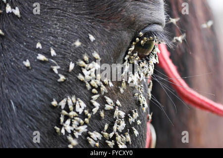 Swarm of flies feeding on the moisture secretions produced by the tear ...