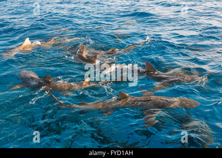 Caribbean Reef Sharks feeding on water surface, Bahamas Stock Photo - Alamy