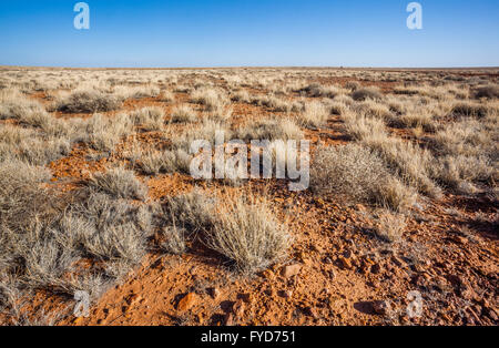 gibber plain with tough grasses on Hamilton Station, Oodnadatta-Eringa ...