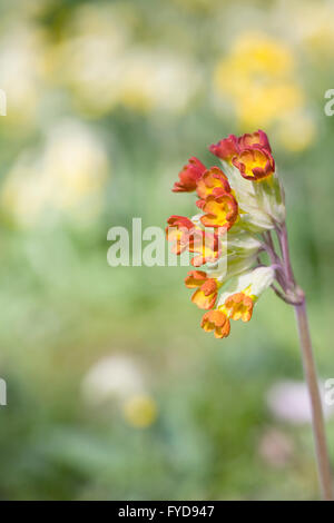 Red Cowslips growing in an English garden Stock Photo - Alamy