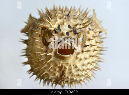 Dried and preserved antique puffer fish (tetraodontidae) specimen Stock ...