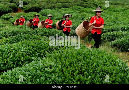 Wuyishan tea plantation in Fujian Province Stock Photo - Alamy