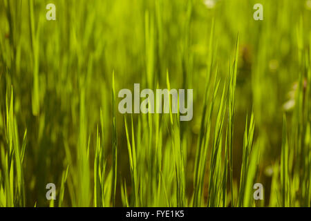 Pasture grasses in spring, Lancaster County, Pennsylvania, USA Stock ...