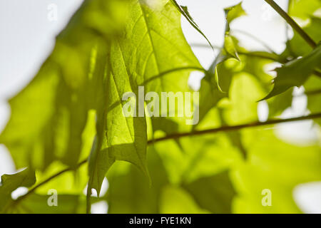 Maple trees in Spring, Lancaster County, Pennsylvania, USA Stock Photo ...
