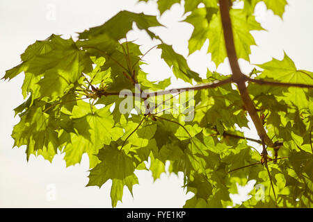 Maple trees in Spring, Lancaster County, Pennsylvania, USA Stock Photo ...