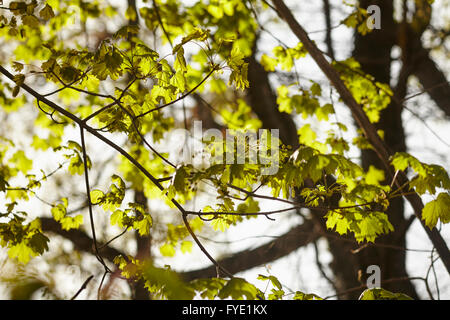 Maple trees in Spring, Lancaster County, Pennsylvania, USA Stock Photo ...