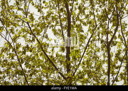 Maple trees in Spring, Lancaster County, Pennsylvania, USA Stock Photo ...