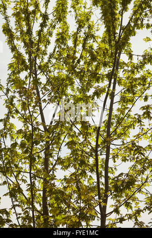 Maple trees in Spring, Lancaster County, Pennsylvania, USA Stock Photo ...