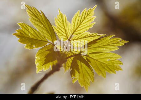 Maple trees in Spring, Lancaster County, Pennsylvania, USA Stock Photo ...
