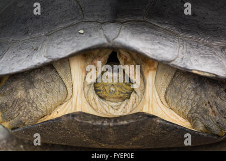 Head big turtle inside shell Stock Photo - Alamy