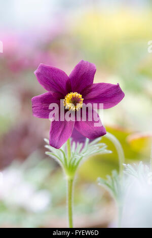 Pasqueflower (Pulsatilla vulgaris) flowering, growing in old limestone ...