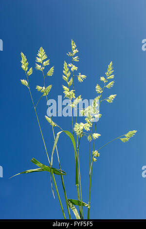 Plant Dactylis against green grass. In the meadow blooms valuable ...