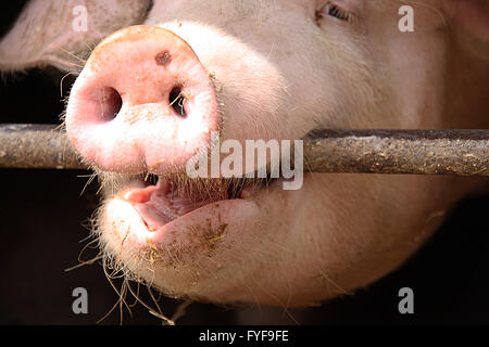 prison pig 1 Stock Photo - Alamy