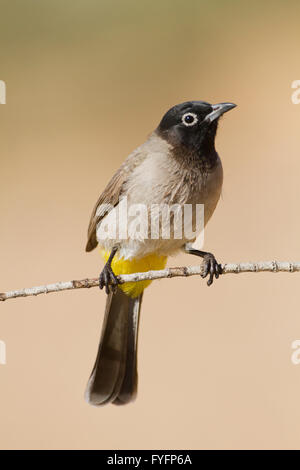 Yellow-vented Bulbul on a branch And Yellow-vented Bulbul likes to live ...