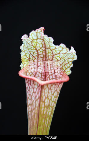 Sarracenia "juthatip soper" Carnivorous Pitcher Plant on Display at ...