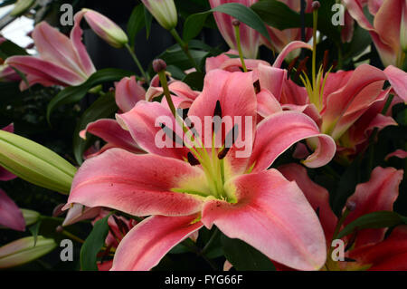 Lilium 'Dalian' flowers Stock Photo - Alamy