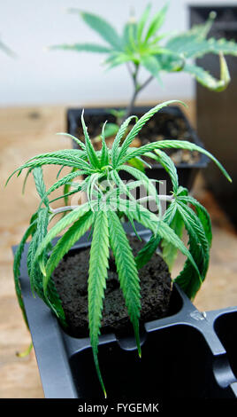 Different types of marijuana plants growing at the Boulder Vital Herbs ...