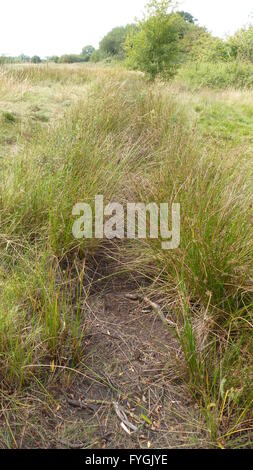 ditch cheshire drainage uk Stock Photo - Alamy