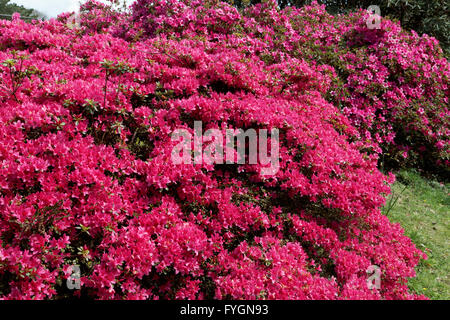 Large Azalea bush in full bloom Stock Photo - Alamy