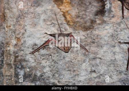 Lesser Mouse-Tailed Bat (Rhinopoma hardwickii) on a cave wall ...
