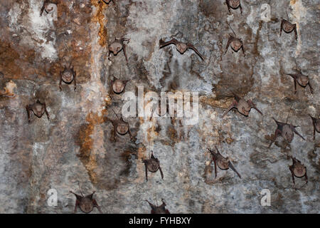 Lesser Mouse-Tailed Bat (Rhinopoma hardwickii) on a cave wall ...