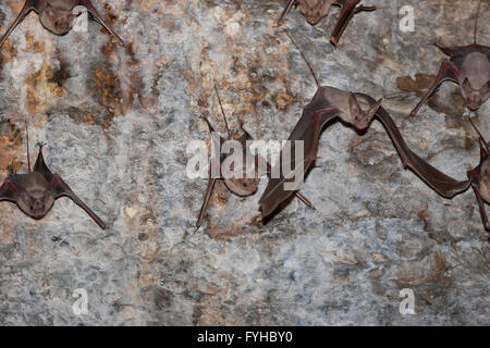 Lesser Mouse-Tailed Bat (Rhinopoma hardwickii) on a cave wall ...