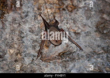 Lesser Mouse-Tailed Bat (Rhinopoma hardwickii) on a cave wall ...