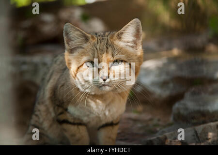 Sand Cat (Felis margarita), also known as the sand dune cat, is the ...