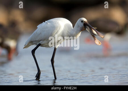 Common Spoonbill (Platalea leucorodia) swallows a fish, north Israel ...