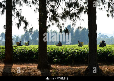 Malawi, Thyolo, Makandi Tea Estate, a fair trade tea plantation, John ...