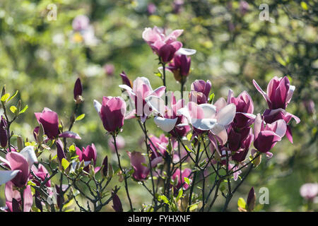 Bloomy magnolia tree with big pink flowers. Close-up view of purple ...