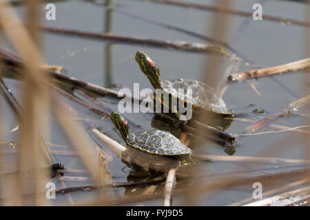 Juvenile Red-eared Sliders, (Trachemys scripta elegans), basking at ...