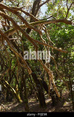 Rainforest in La Gomera island - Canary Spain Stock Photo - Alamy