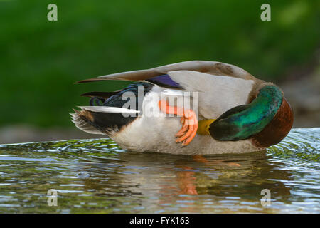 Male mallard duck scratching head Stock Photo - Alamy